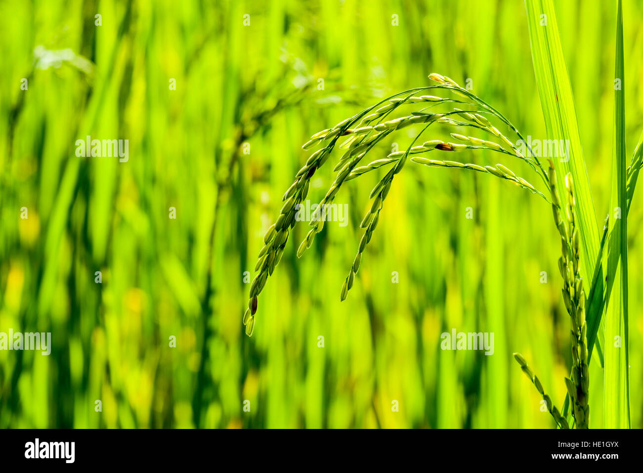 Rice field almost ready hi-res stock photography and images - Alamy
