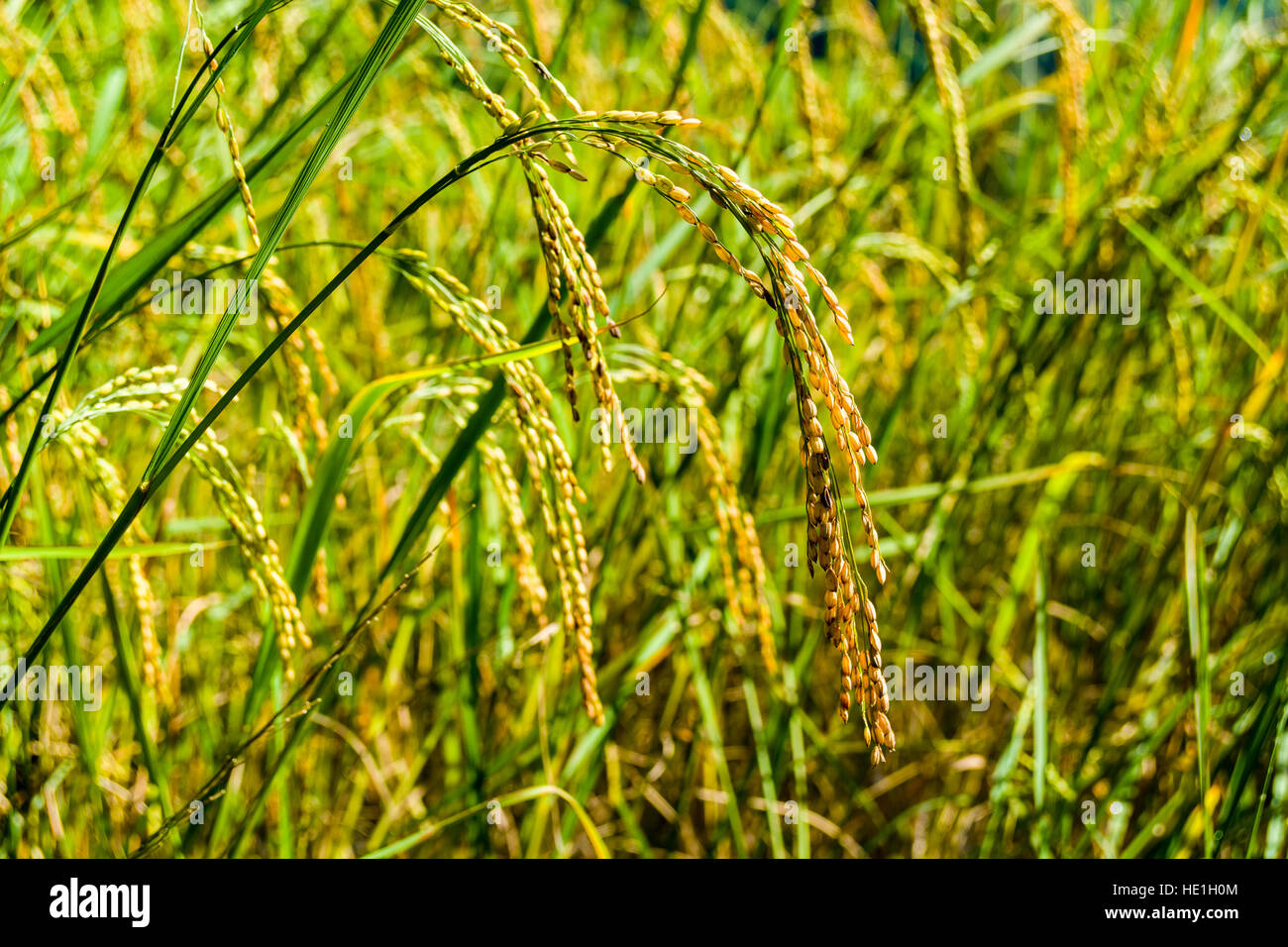 Rice panicles are growing high, almost ready to harvest Stock Photo - Alamy