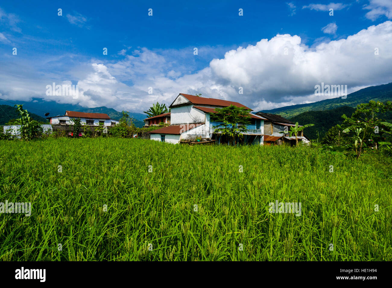 Millet cultivation hi-res stock photography and images - Alamy