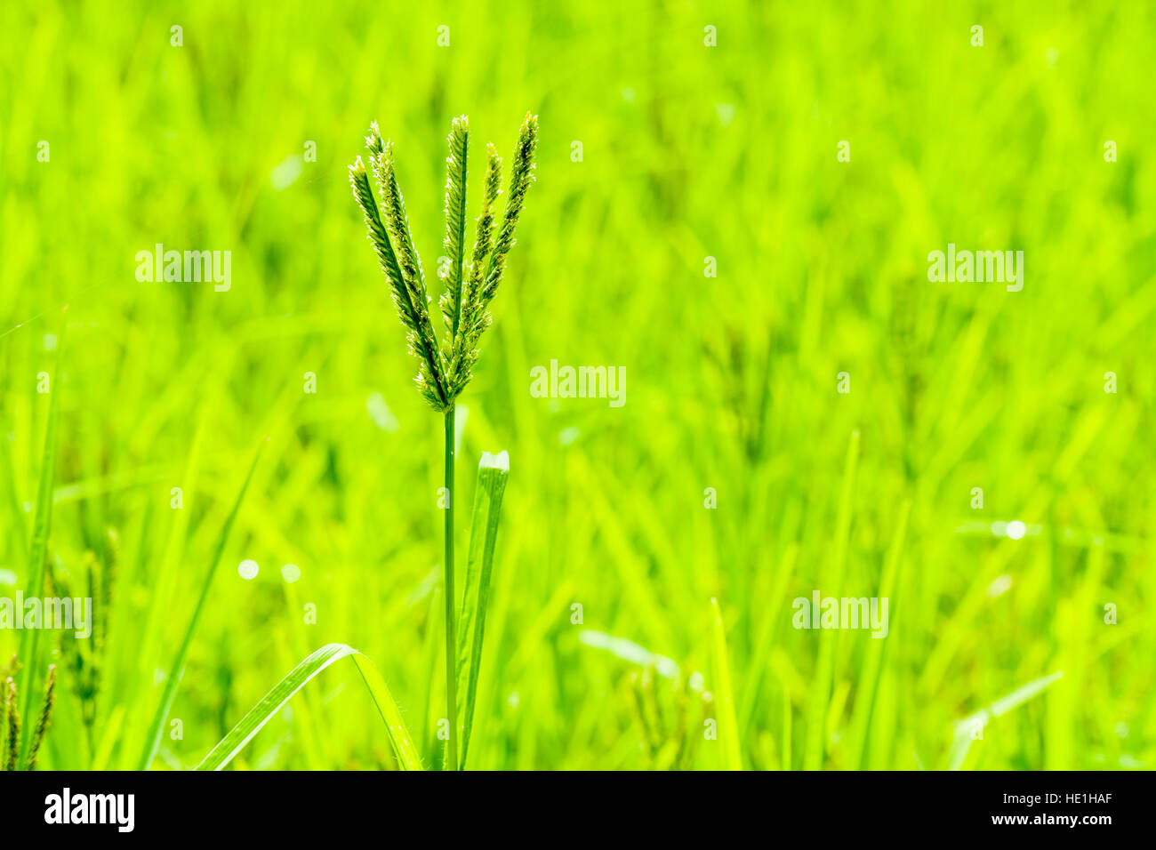 Millet panicles are growing high, almost ready to harvest Stock Photo ...