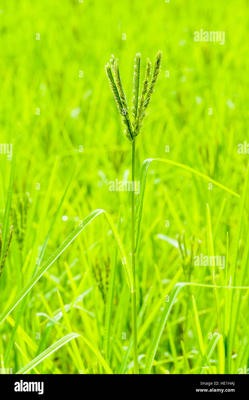 Millet panicles are growing high, almost ready to harvest Stock Photo ...