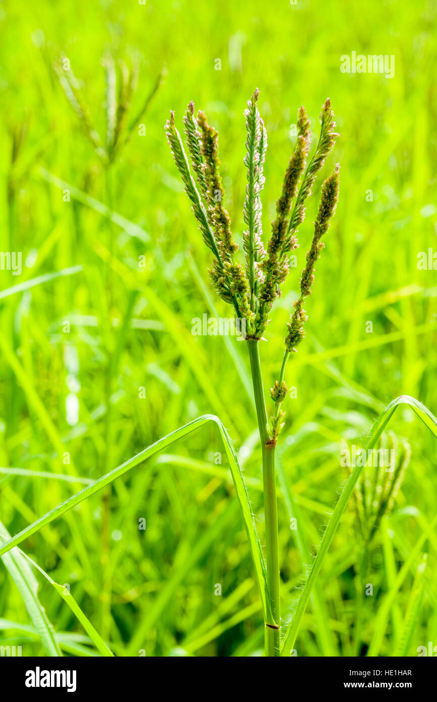 Millet panicles are growing high, almost ready to harvest Stock Photo ...