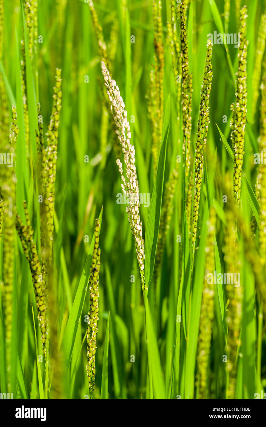 Panicle rice plant hi-res stock photography and images - Alamy