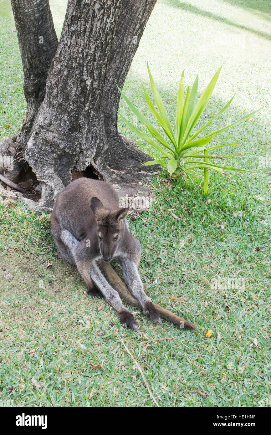 Relaxing kangaroo hi-res stock photography and images - Alamy