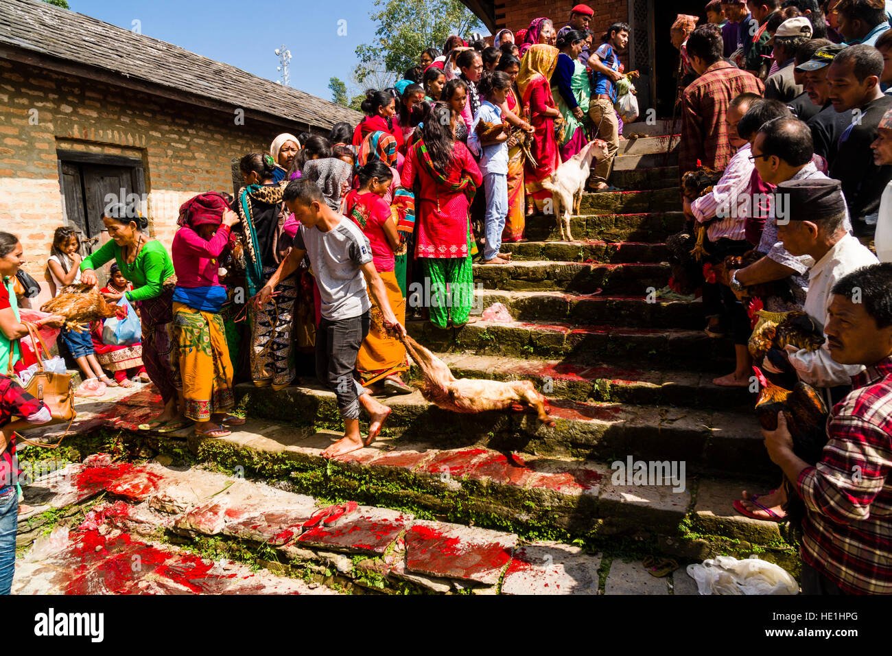 A local man is pulling down a dead goat, sacrificed to the gods at the ...