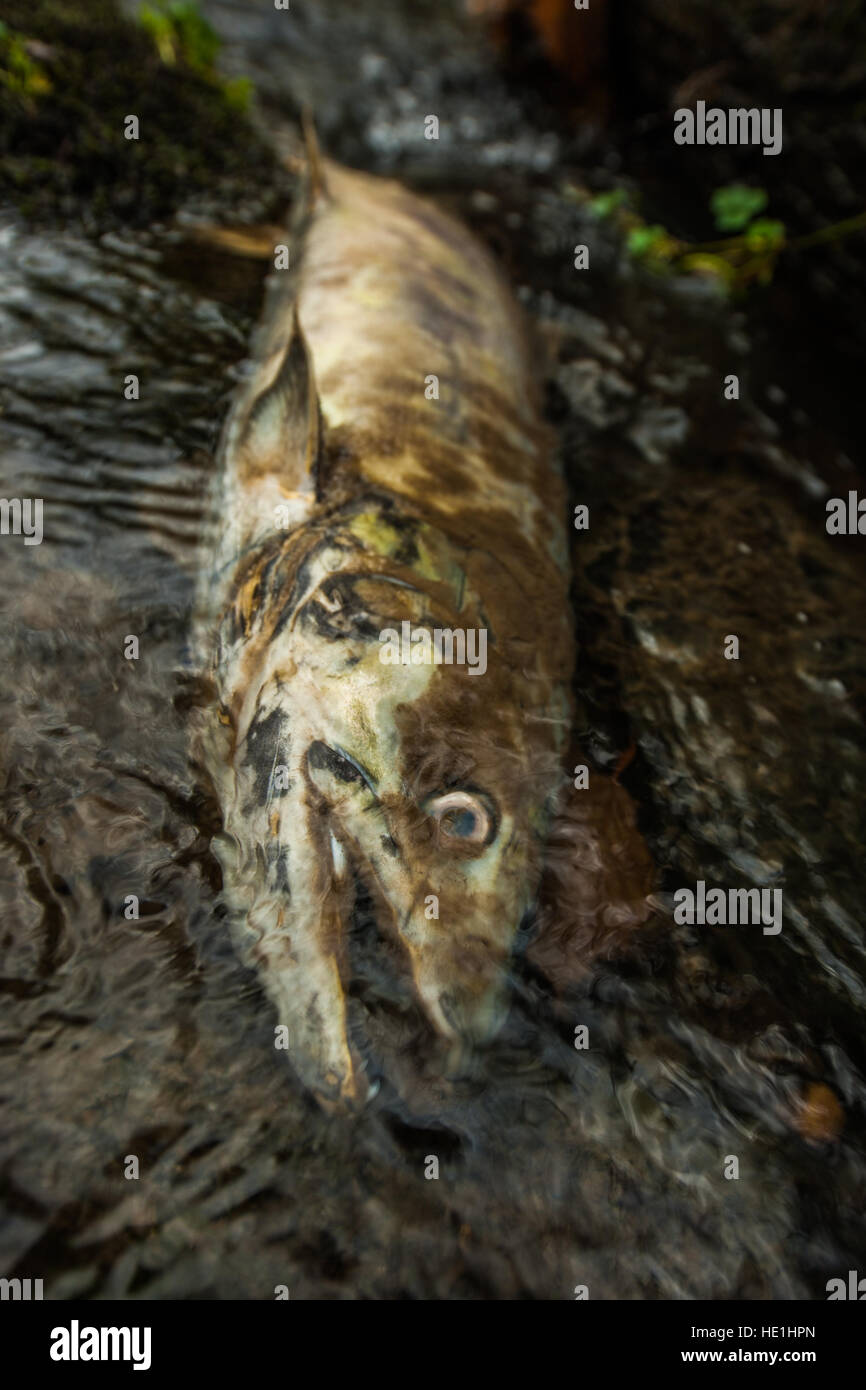 Dead salmon in the end of the amazing salmon run 2016 Stock Photo - Alamy