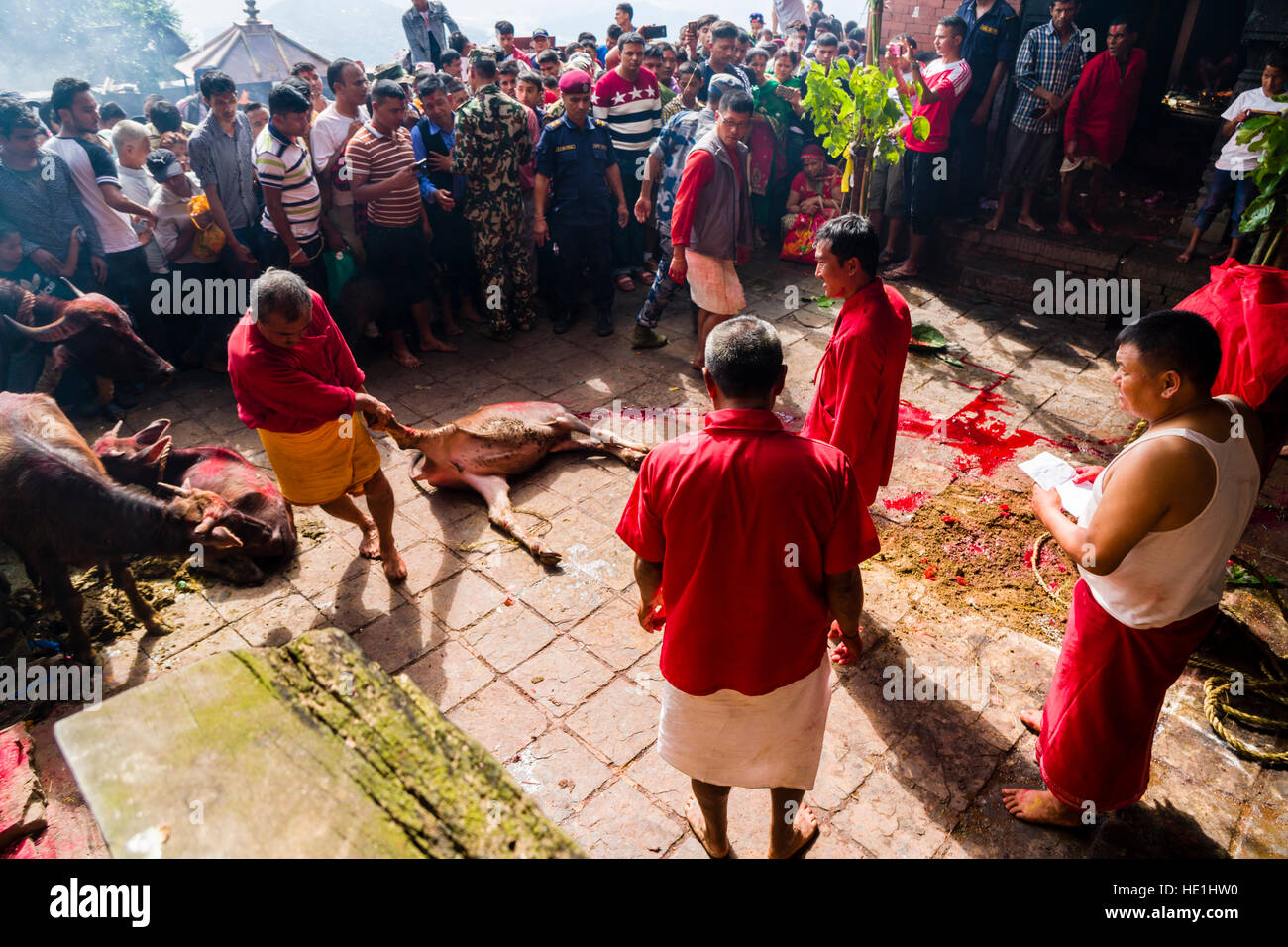 A priest is pulling the corpse of a dead water buffalo, sacrificed to ...