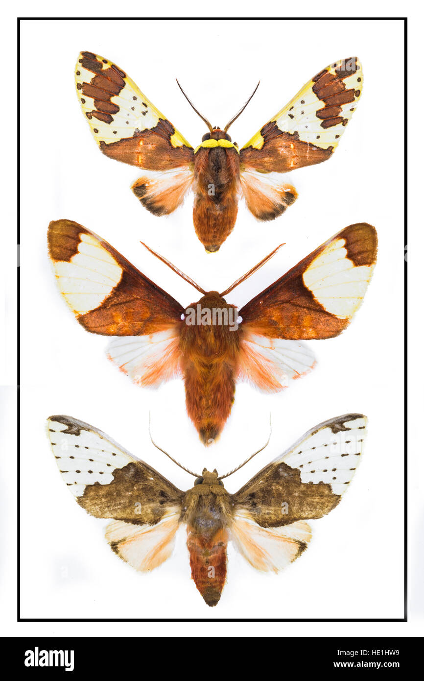English moth Cut Out Stock Images & Pictures - Alamy