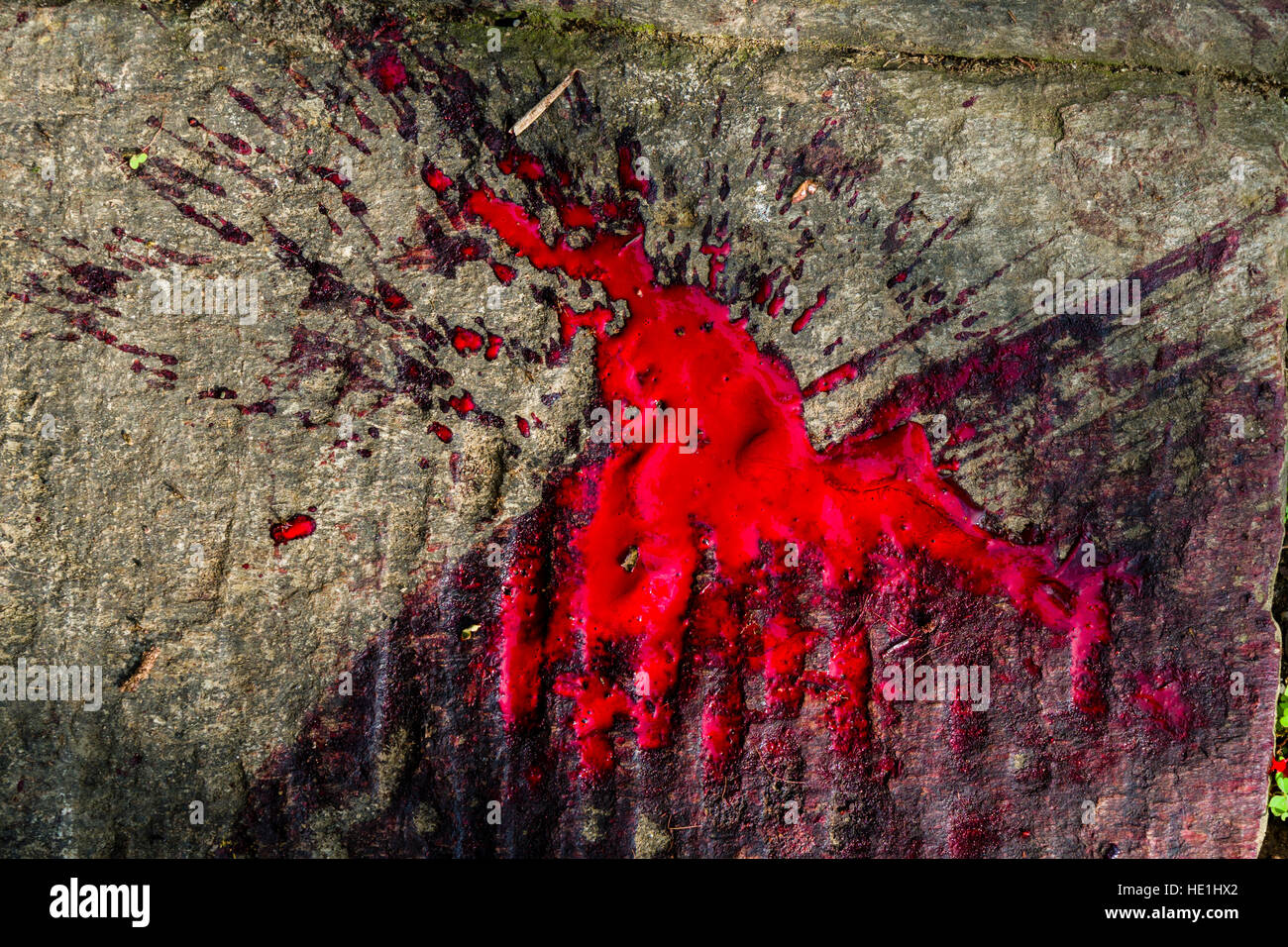 Blood is running down the stairs of the Gorakhnath temple at the ...