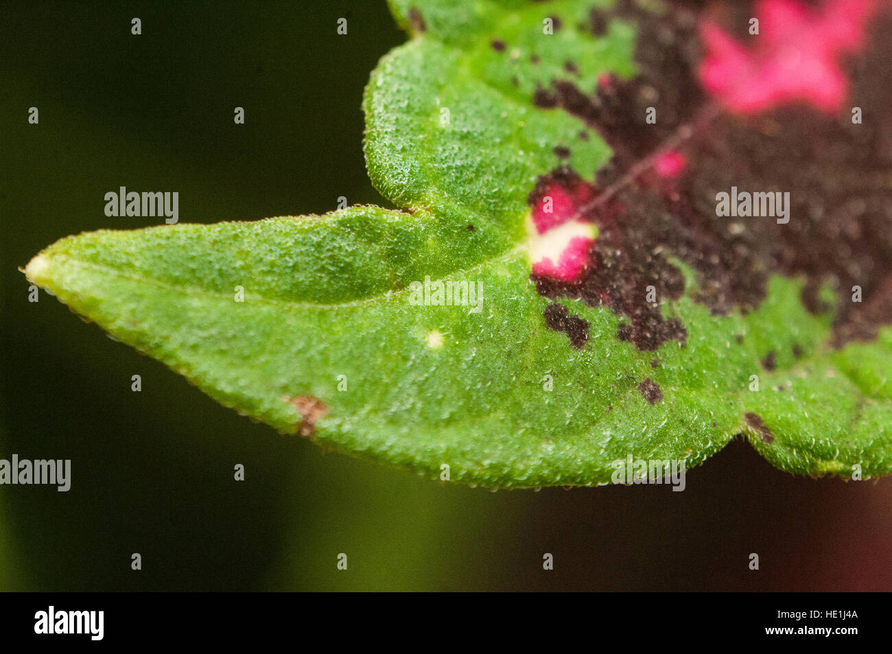 Macro view of a small leaf Stock Photo - Alamy