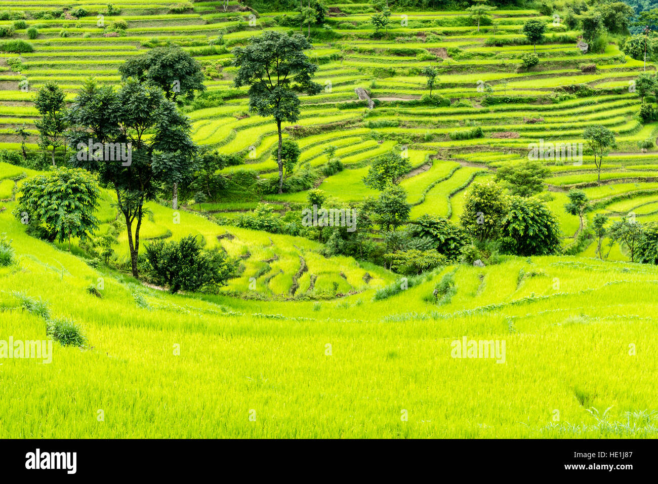 Agricultural landscape with green terrace rice fields in Upper ...