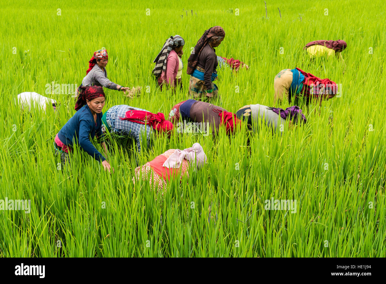 Working women in rice field hi-res stock photography and images - Alamy