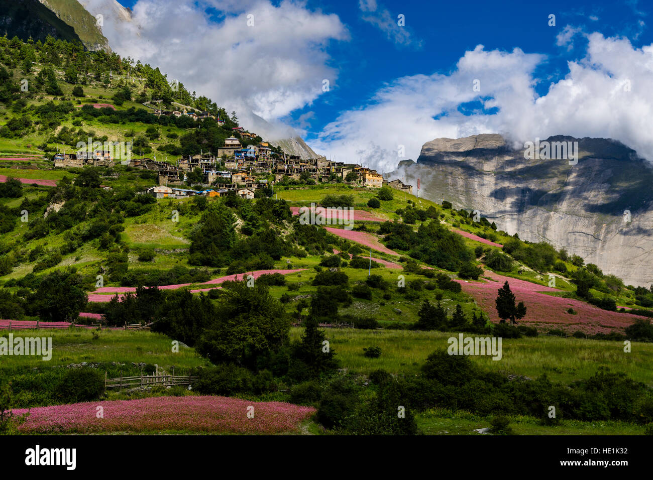 Agricultural landscape with pink buckwheat fields in blossom in the ...