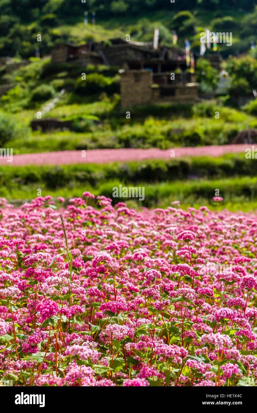 Agricultural landscape with pink buckwheat fields in blossom in the ...
