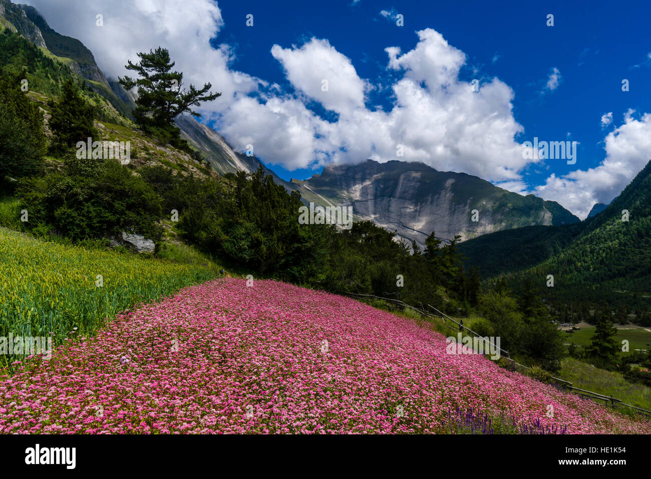 Agricultural landscape with pink buckwheat fields in blossom in the ...