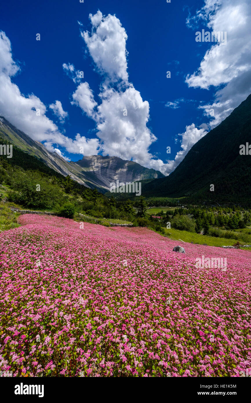 Agricultural landscape with pink buckwheat fields in blossom in the ...