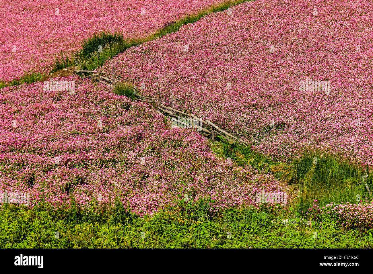 Agricultural landscape with pink buckwheat fields in blossom in the ...