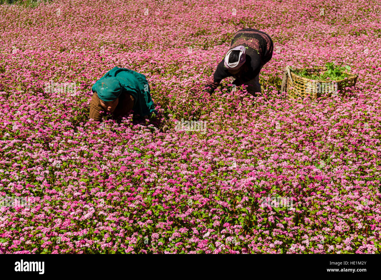 Two farmer women are working in a pink buckwheat field in blossom Stock ...