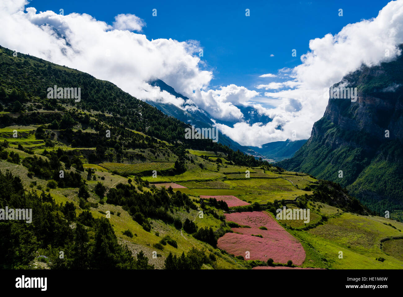The agricultural landscape of the Upper Marsyangdi valley with pink ...