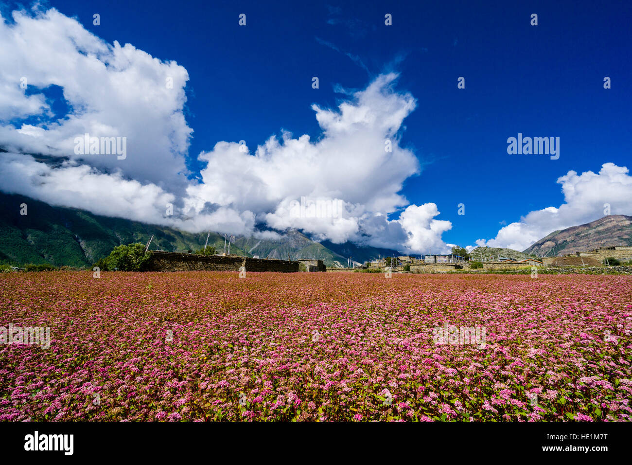 Pink buckwheat fields in blossom, the village and the Annapurna Range ...