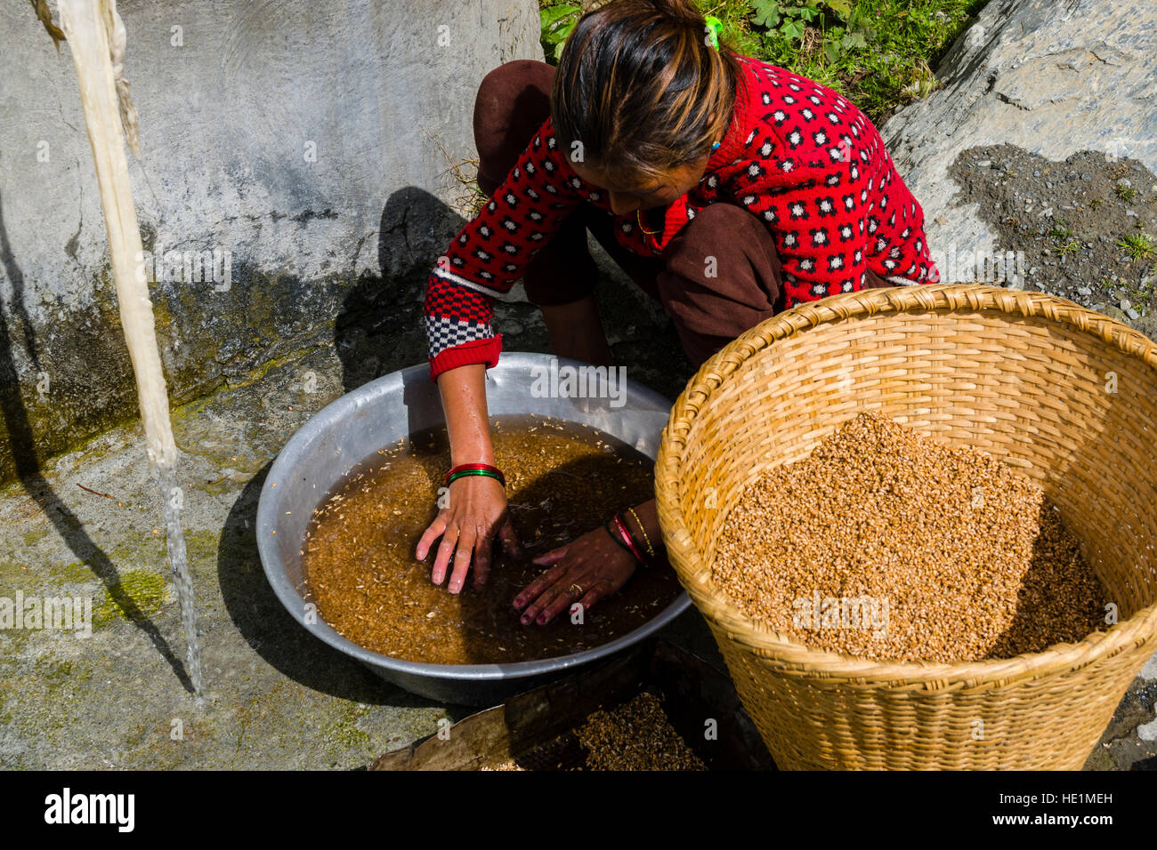 A farmers woman is washing and cleaning barley, tsampa, in a basket ...