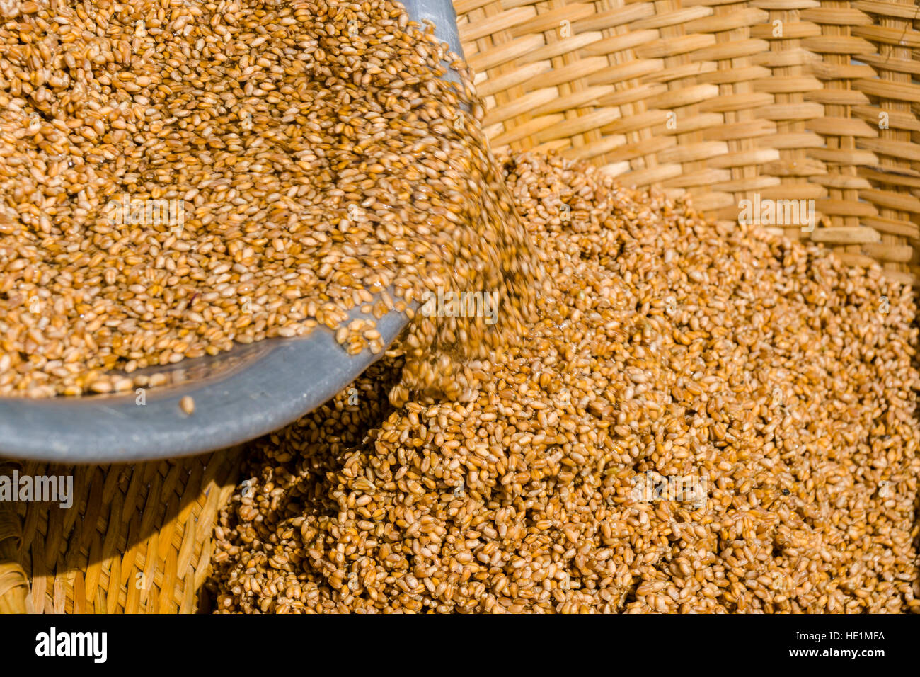 A farmers woman is washing and cleaning barley, tsampa, in a basket ...