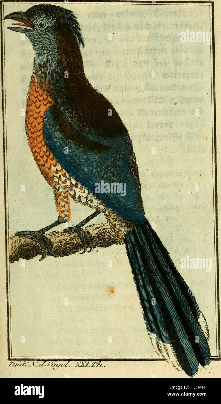 Buffons contributions hi-res stock photography and images - Alamy