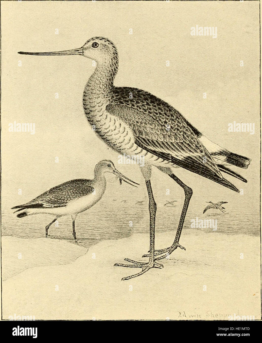 North American shore birds: history of snipes, sandpipers, plovers, and ...