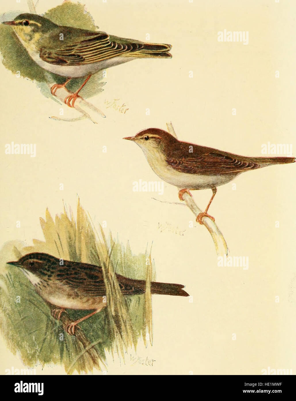 British bird species in their natural habitats, as depicted in the 1922 ...