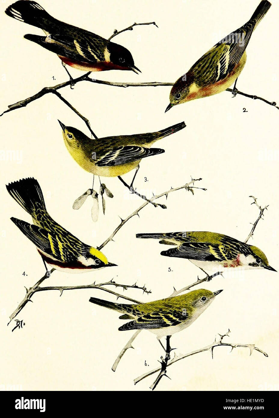 The Warblers of North America, 1907 Stock Photo - Alamy