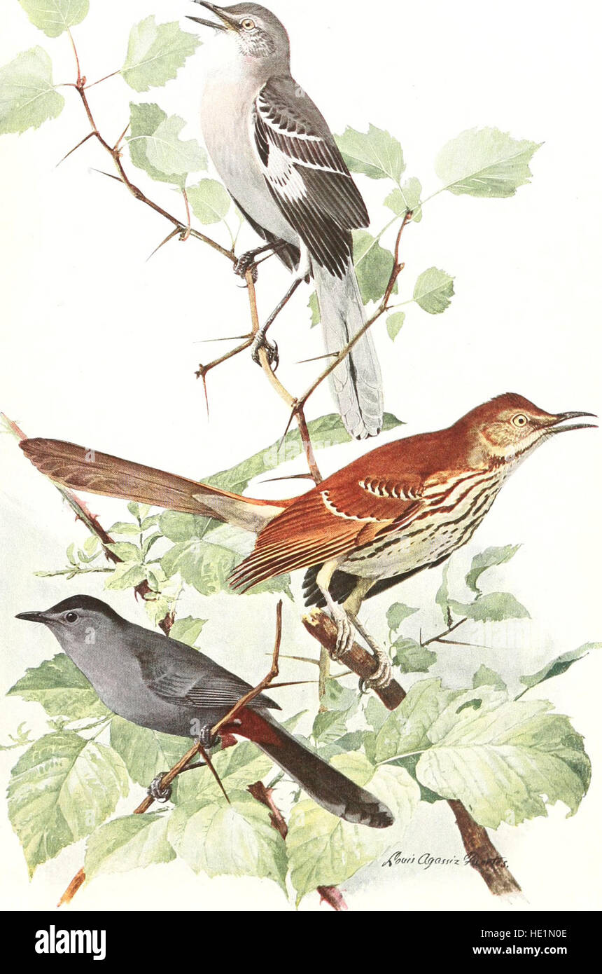 Birds of America, 1923, illustrated book of North American birds Stock ...