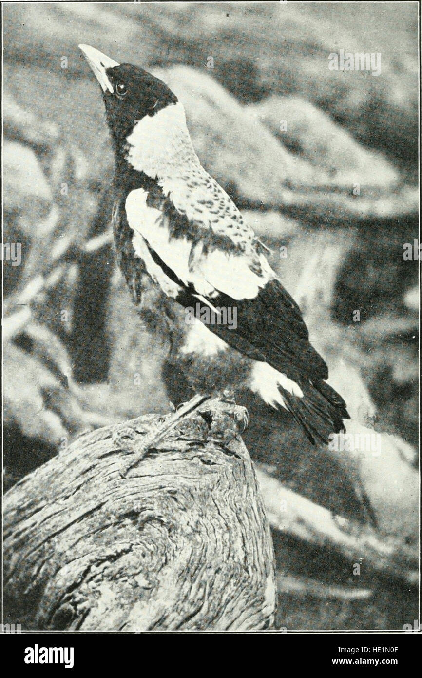 Birds of our bush, photography for nature-lovers, 1900 Stock Photo - Alamy
