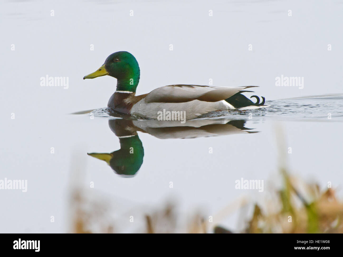Dabbling duck hi-res stock photography and images - Alamy