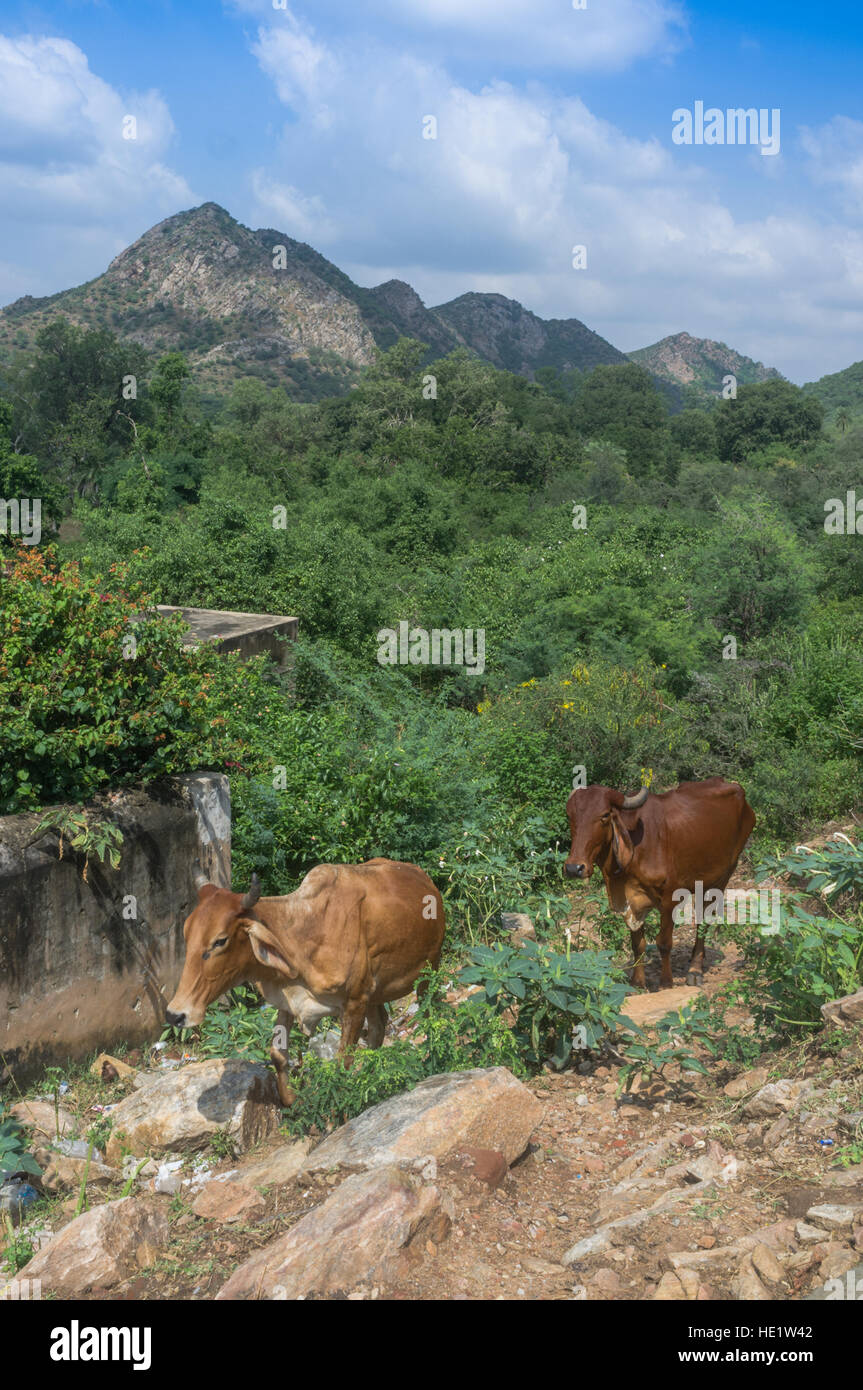 Indian cows hi-res stock photography and images - Alamy