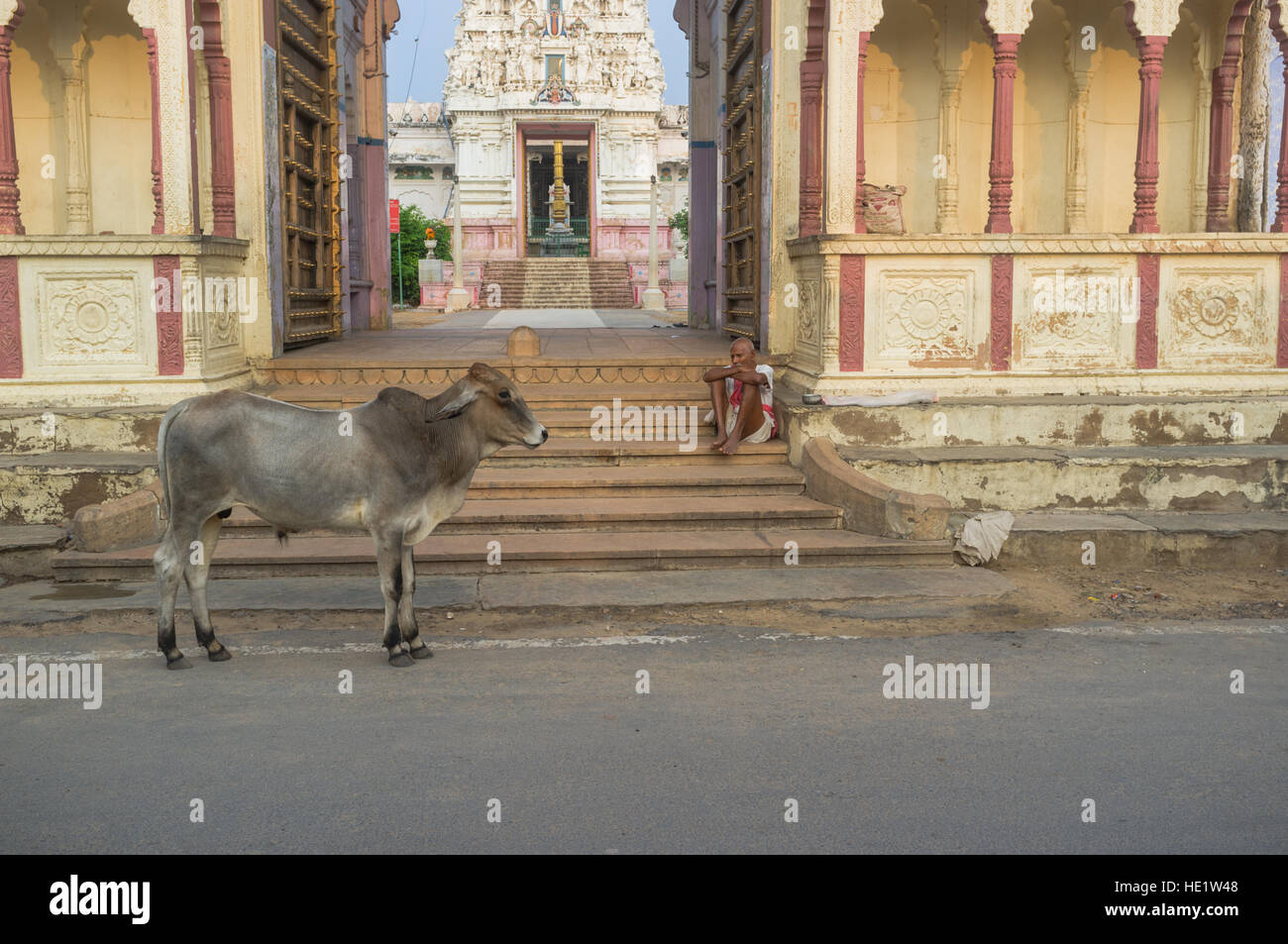 India cow holy hi-res stock photography and images - Alamy