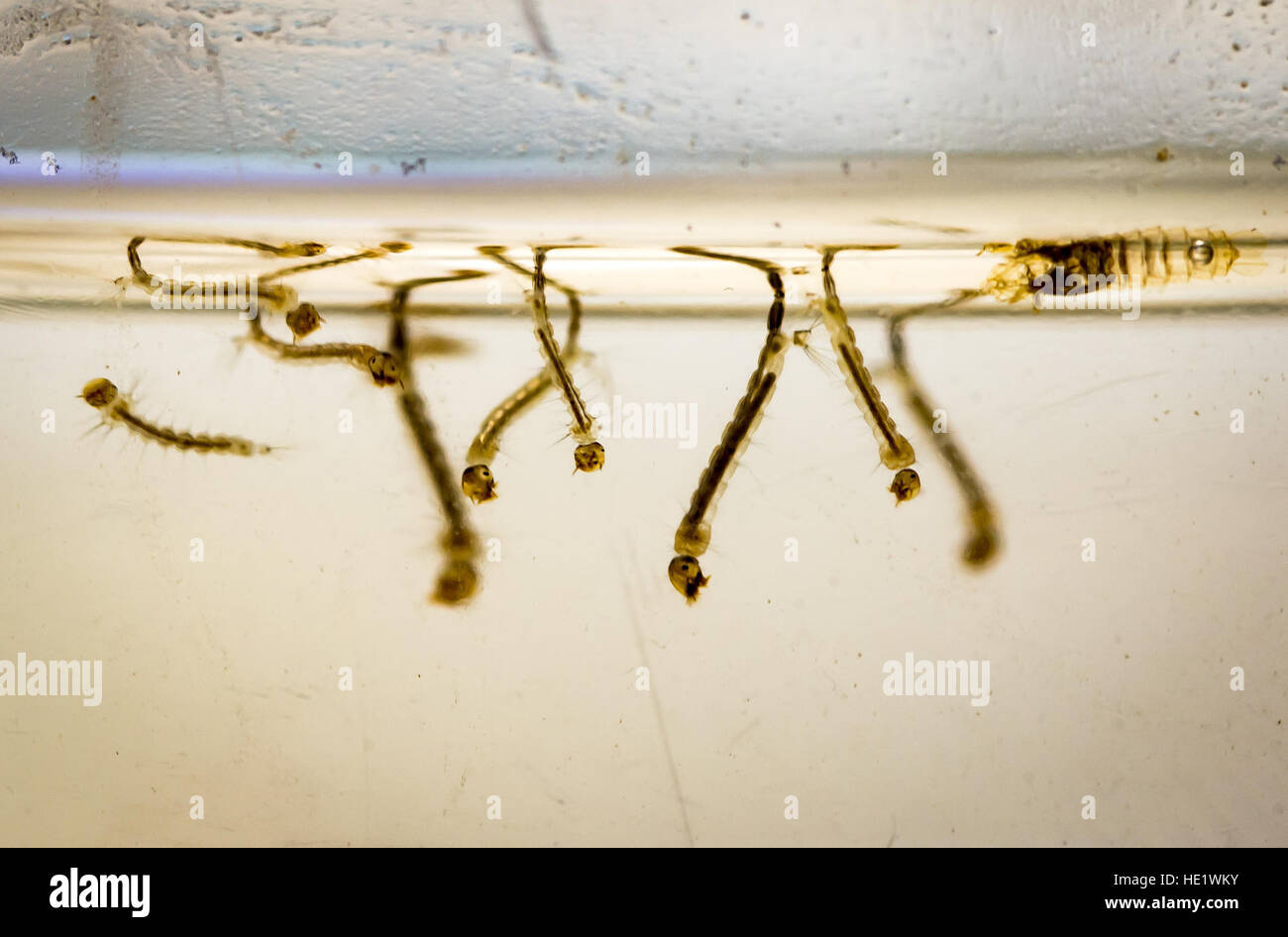 Mosquito larvae swim in an observation and growth container at Wright ...
