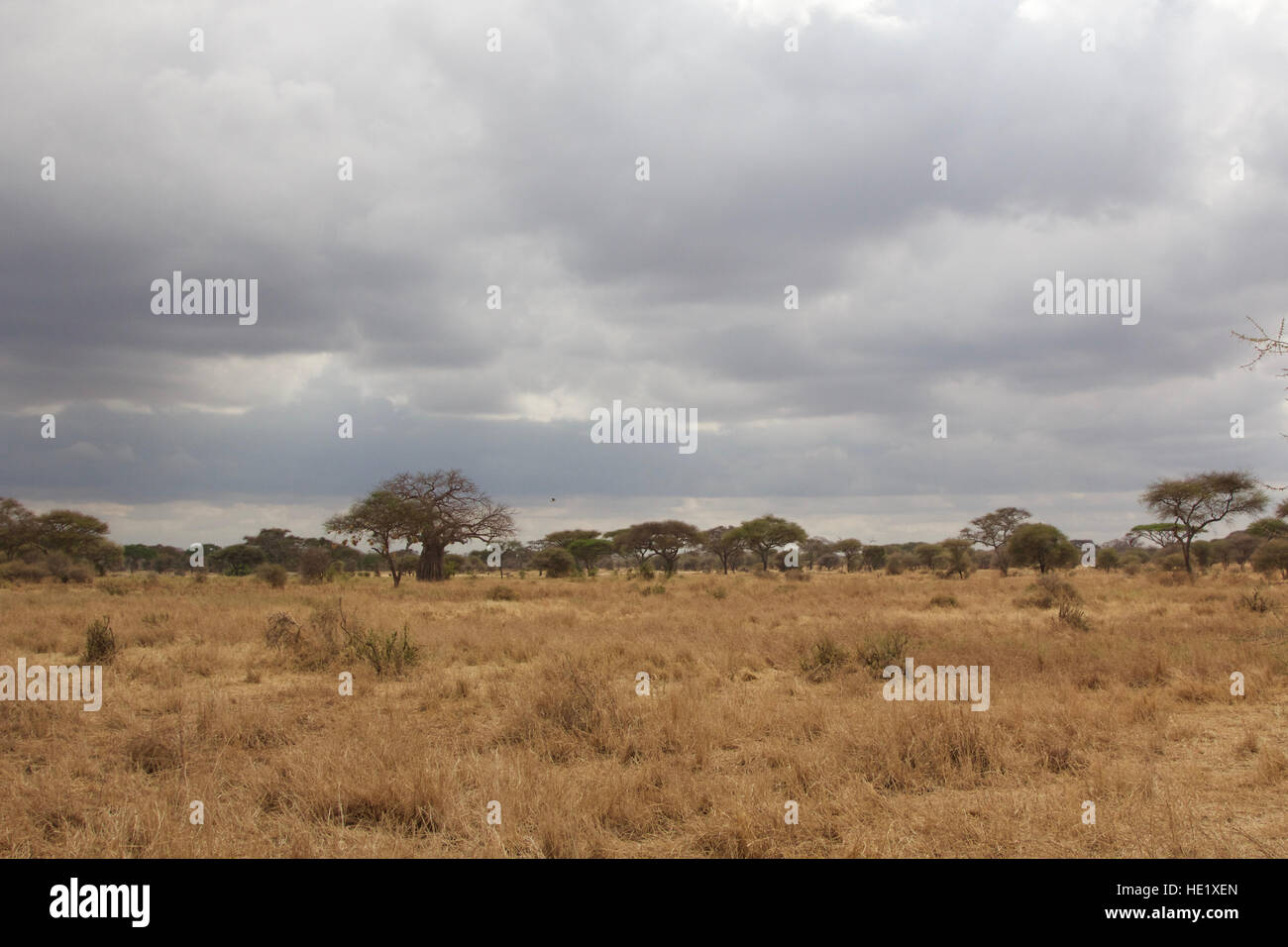 African dry season hi-res stock photography and images - Alamy