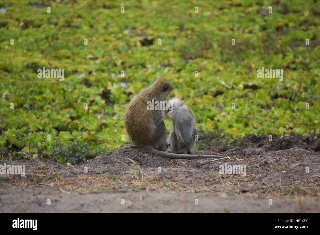 Vervet Monkeys Cleaning Stock Photo - Alamy
