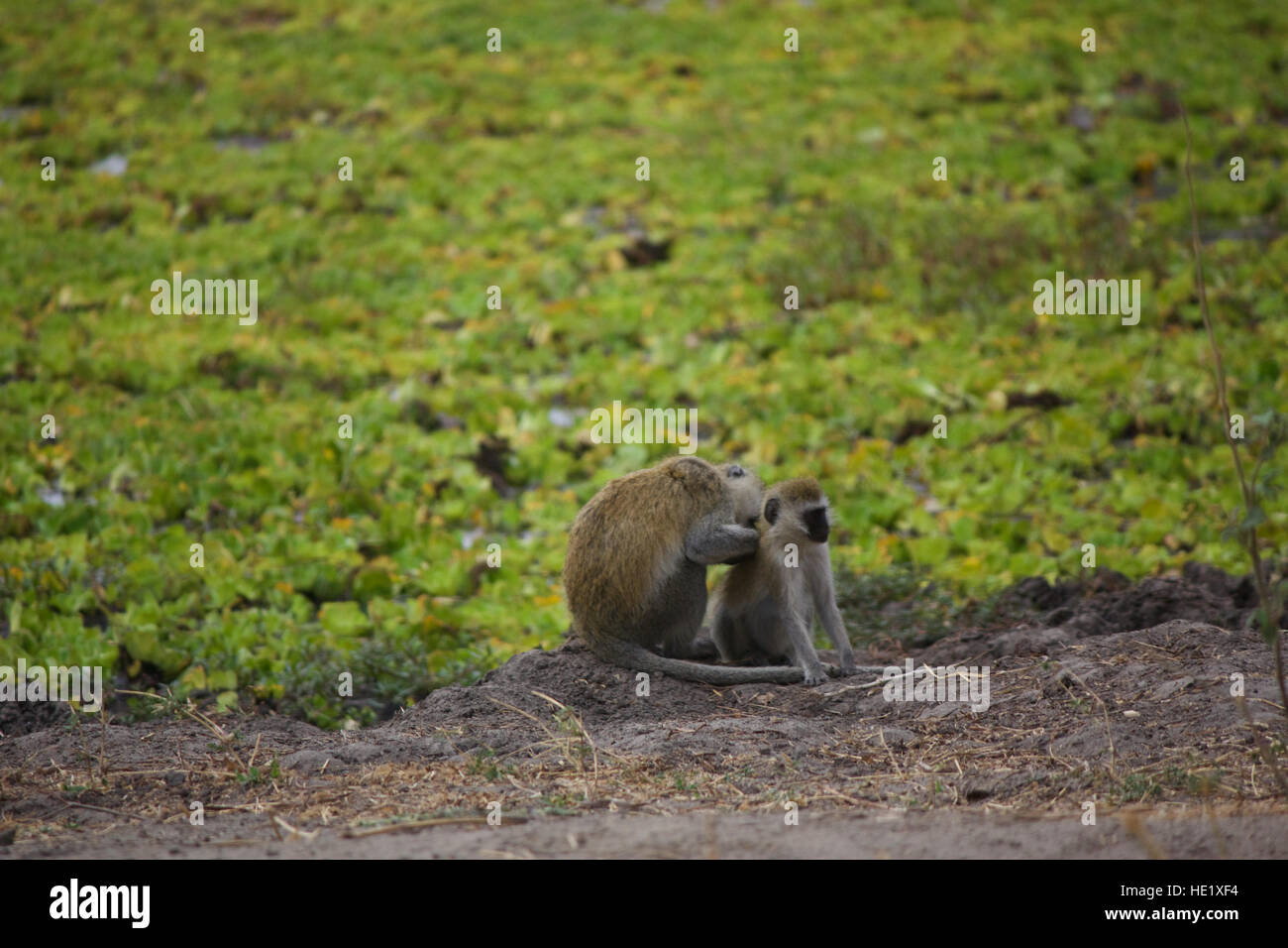 Monkey cleaning hi-res stock photography and images - Alamy