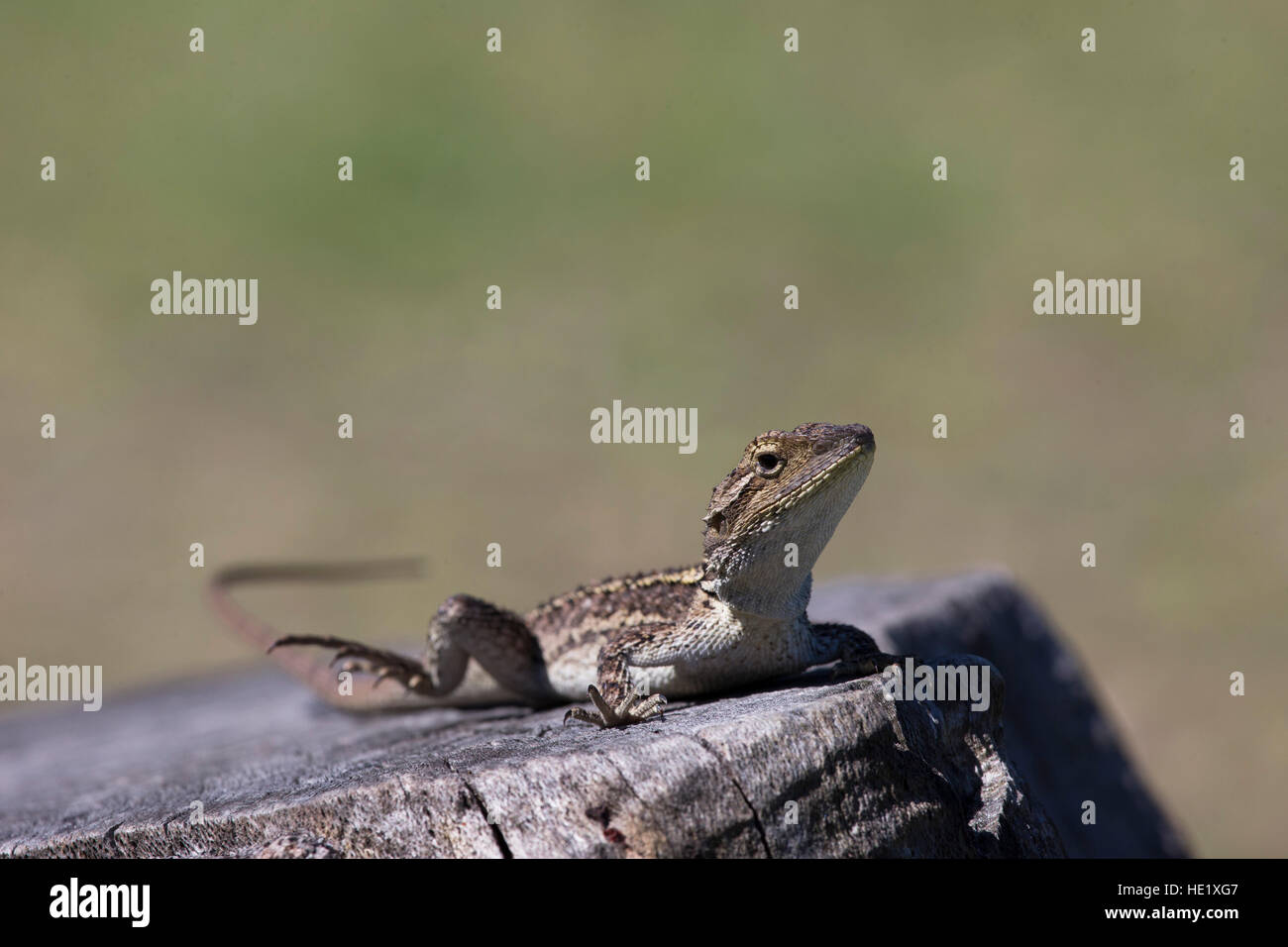 22 February 2015: A Jacky Lizard, (Amphibolurus muricatus) on a stump ...
