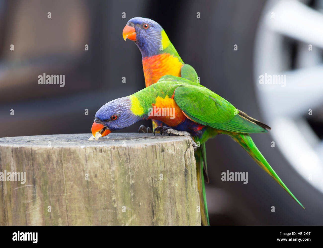 Scapulars hi-res stock photography and images - Alamy