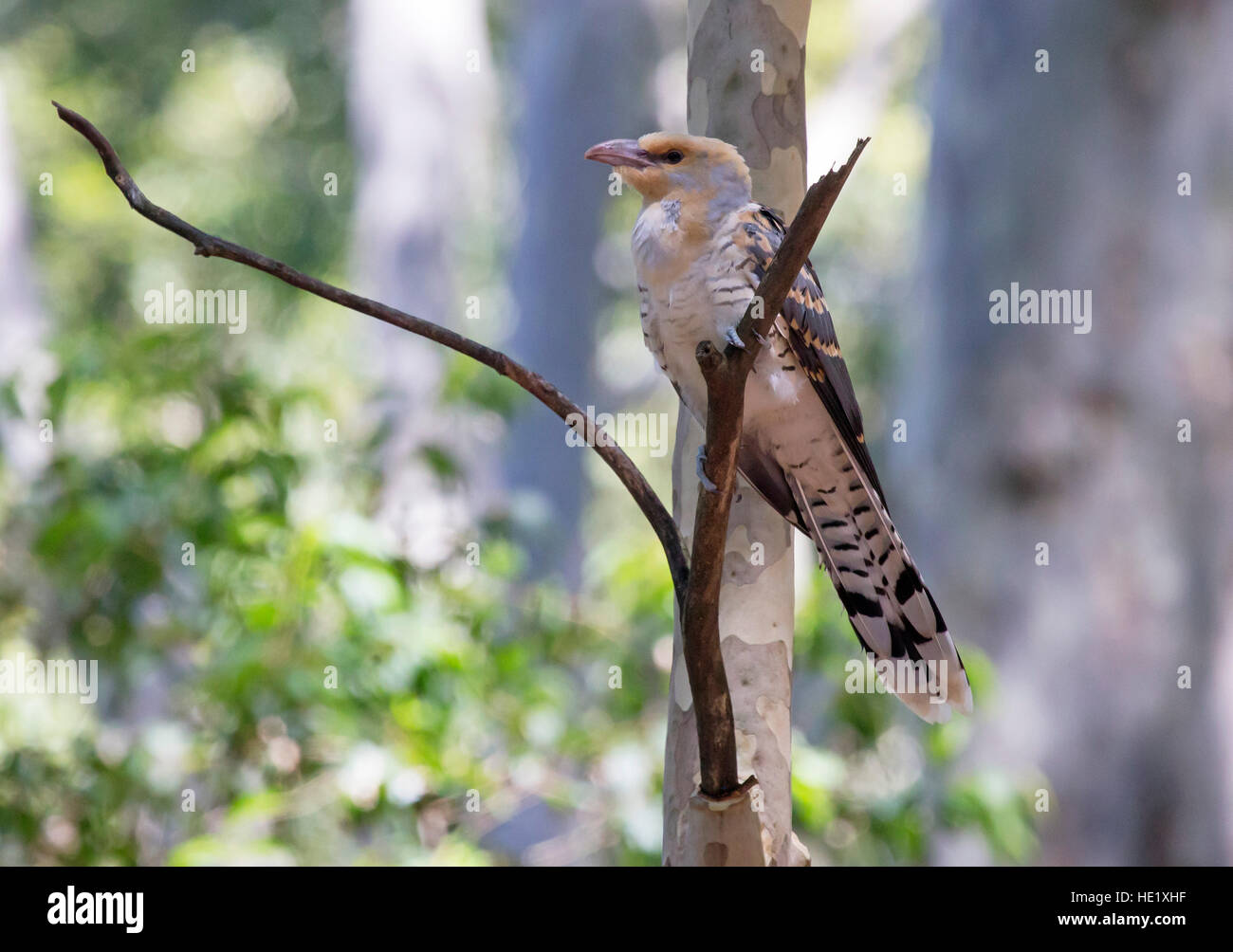 10 January 2016: A juvenile channel-billed cuckoo (scythrops ...