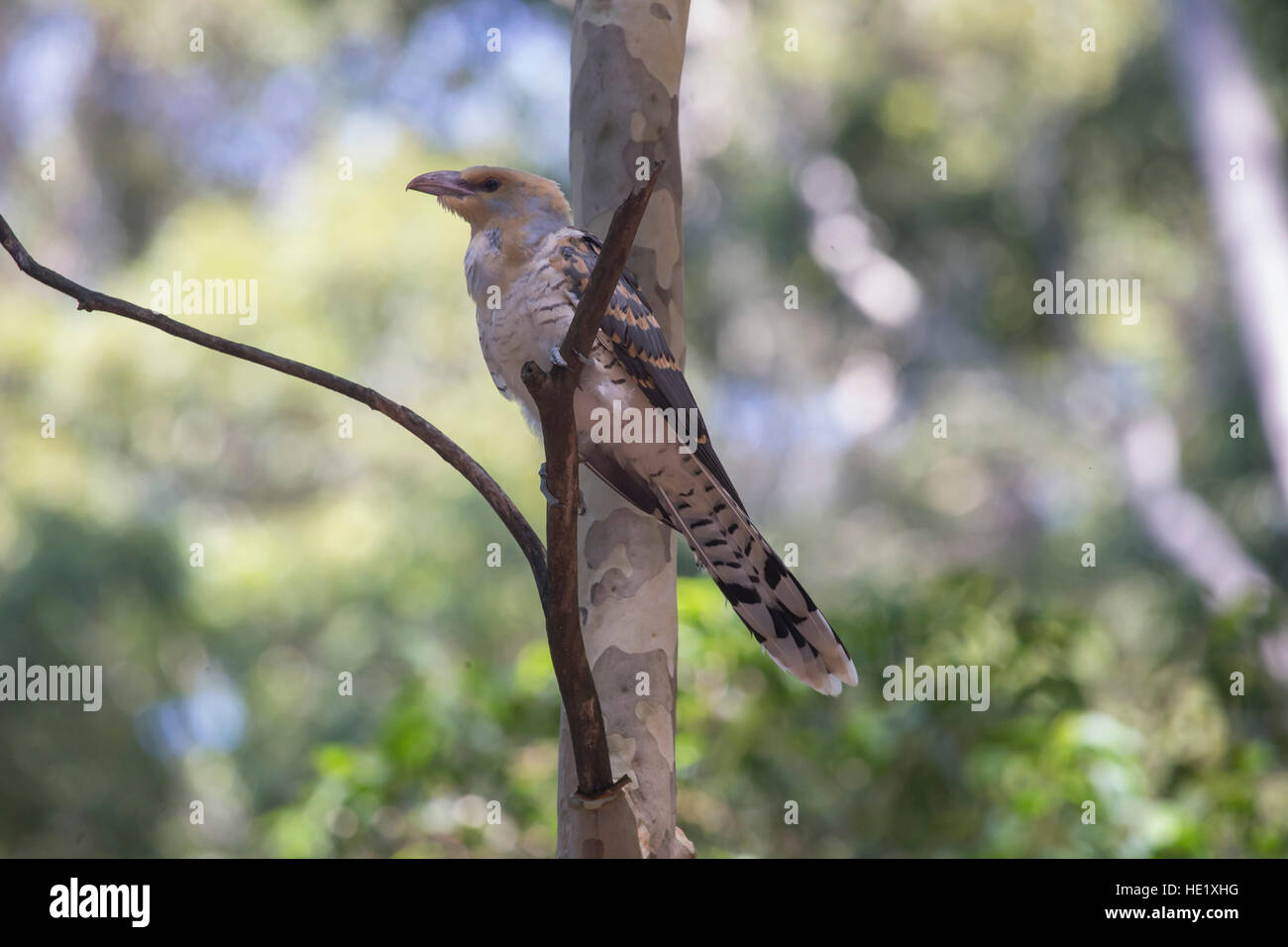10 January 2016: A juvenile channel-billed cuckoo (scythrops ...