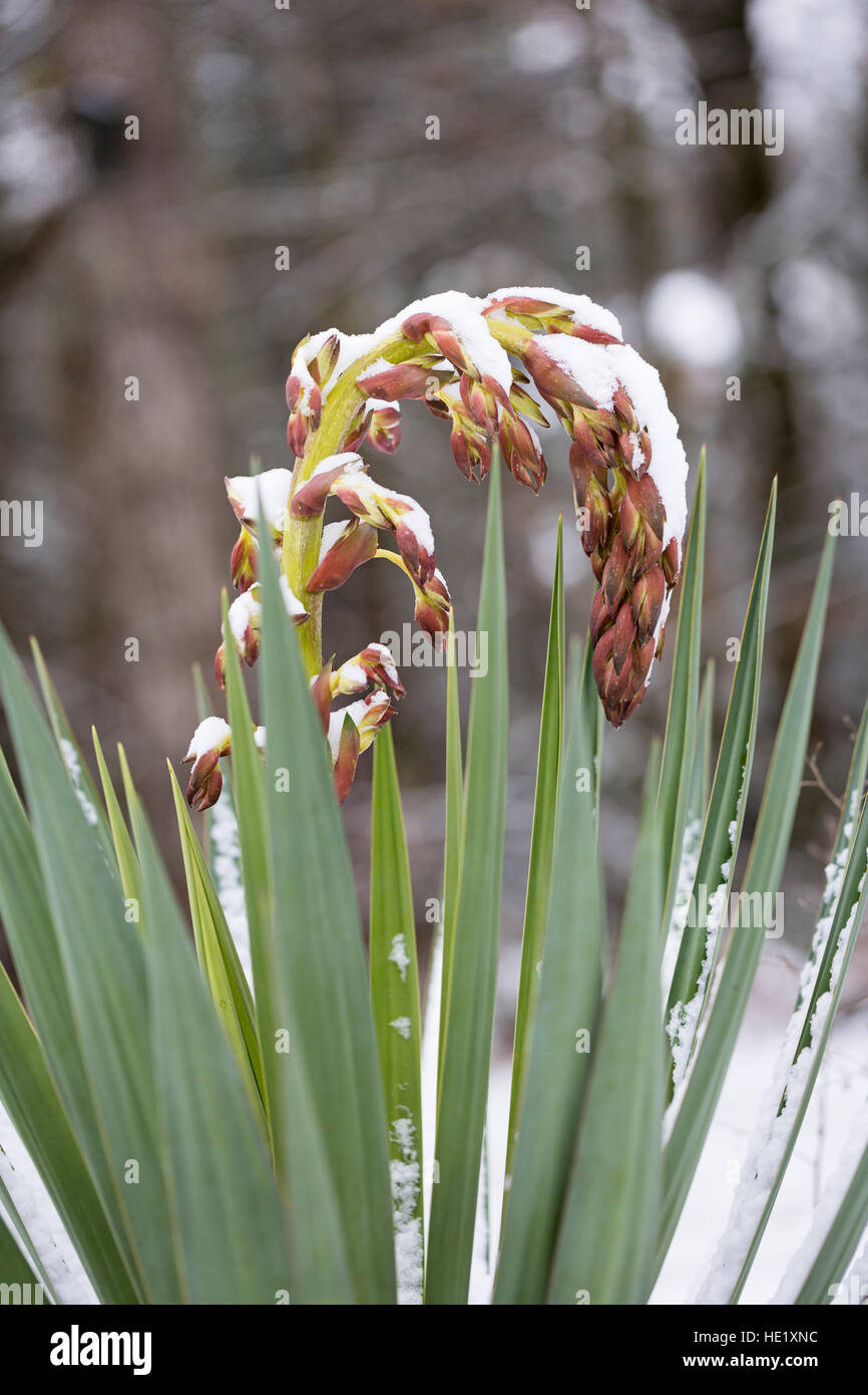 Yucca plant native american hi-res stock photography and images - Alamy