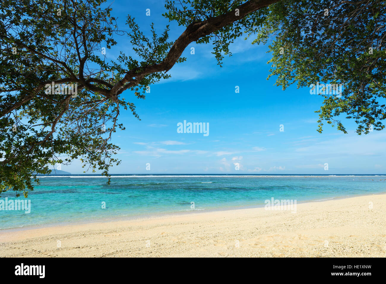 Green tree over tropical beach and ocean Stock Photo - Alamy