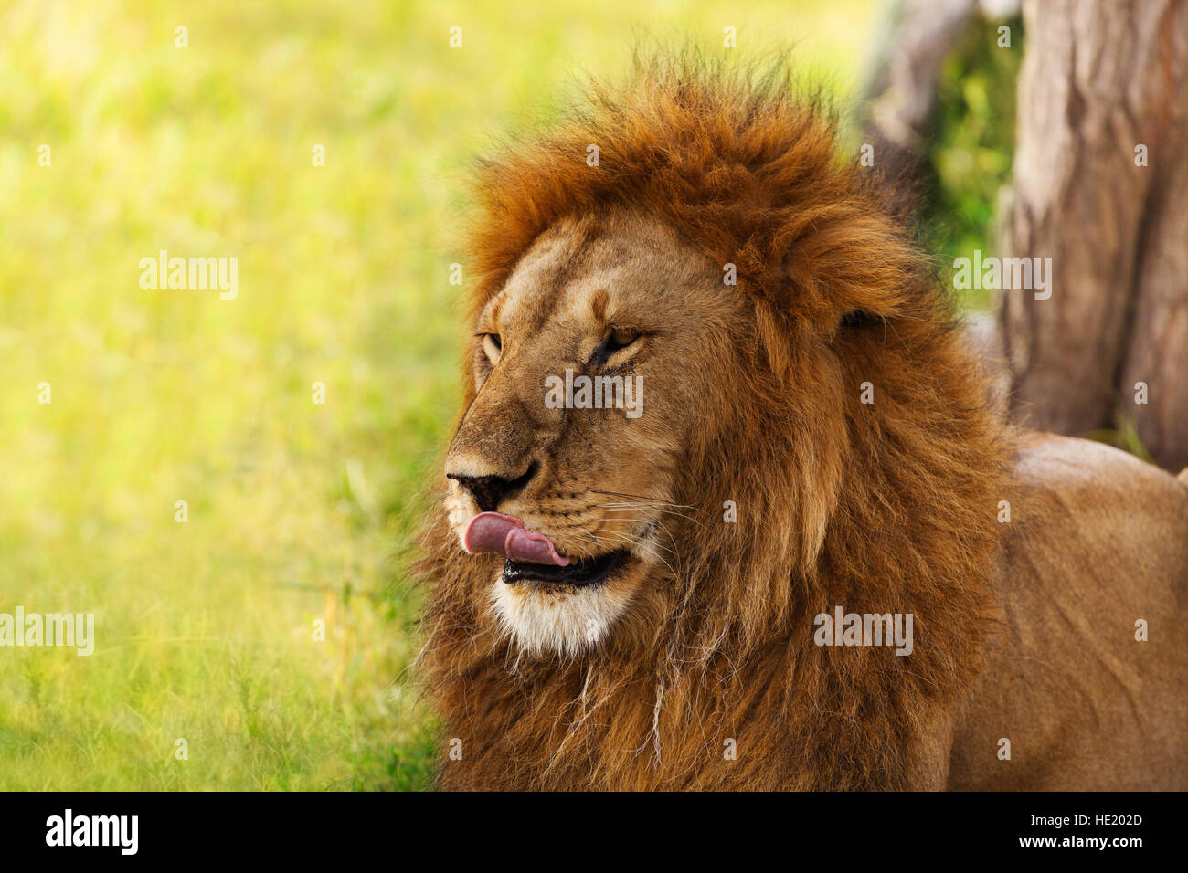 Close-up portrait of an old lion licking his lips Stock Photo - Alamy