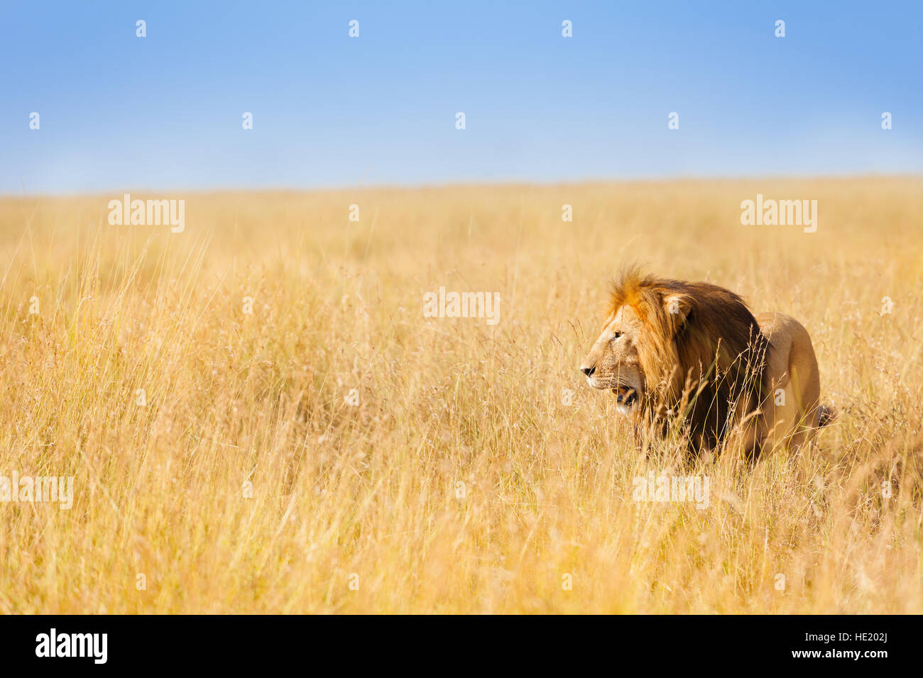Lion family hunting hi-res stock photography and images - Alamy
