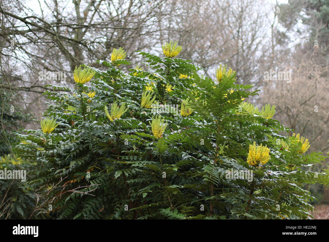 Mahonia Evergreen Shrub Bush High Resolution Stock Photography and ...