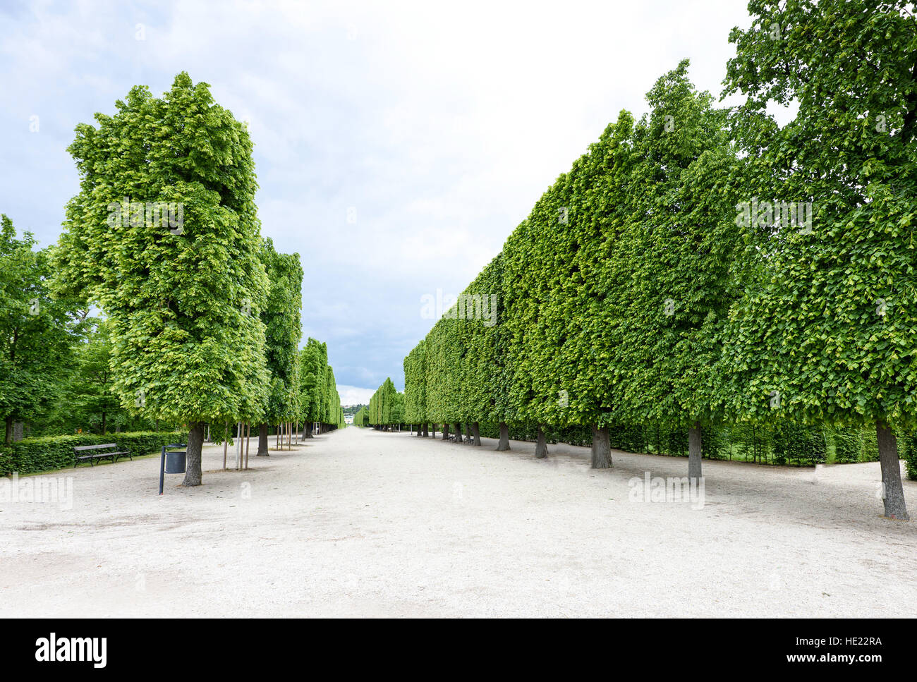 Photo view of famous green alligned trees at schonbrunn palace and park ...