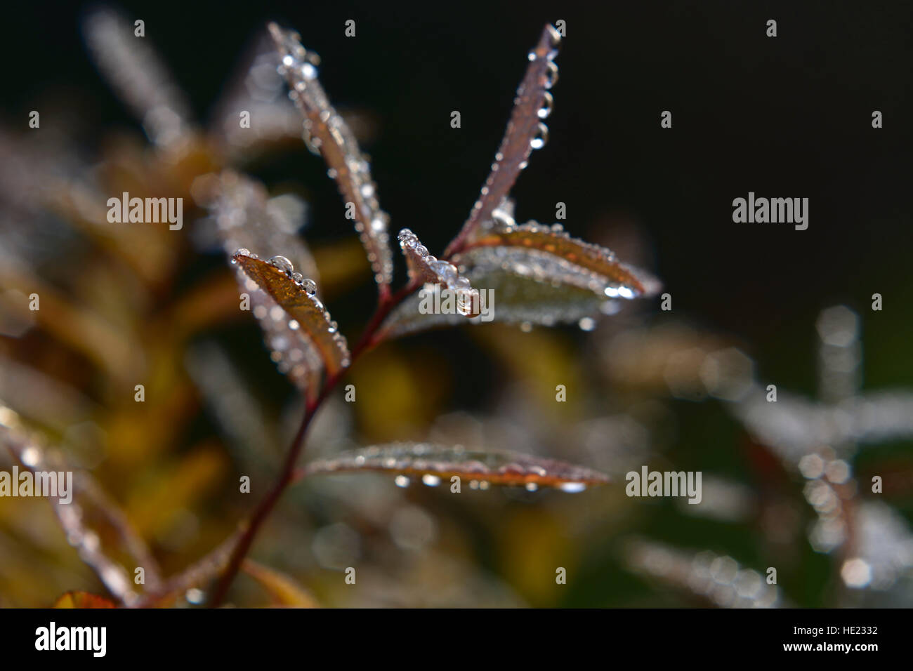 reflections of the sun in a drop of water Stock Photo - Alamy